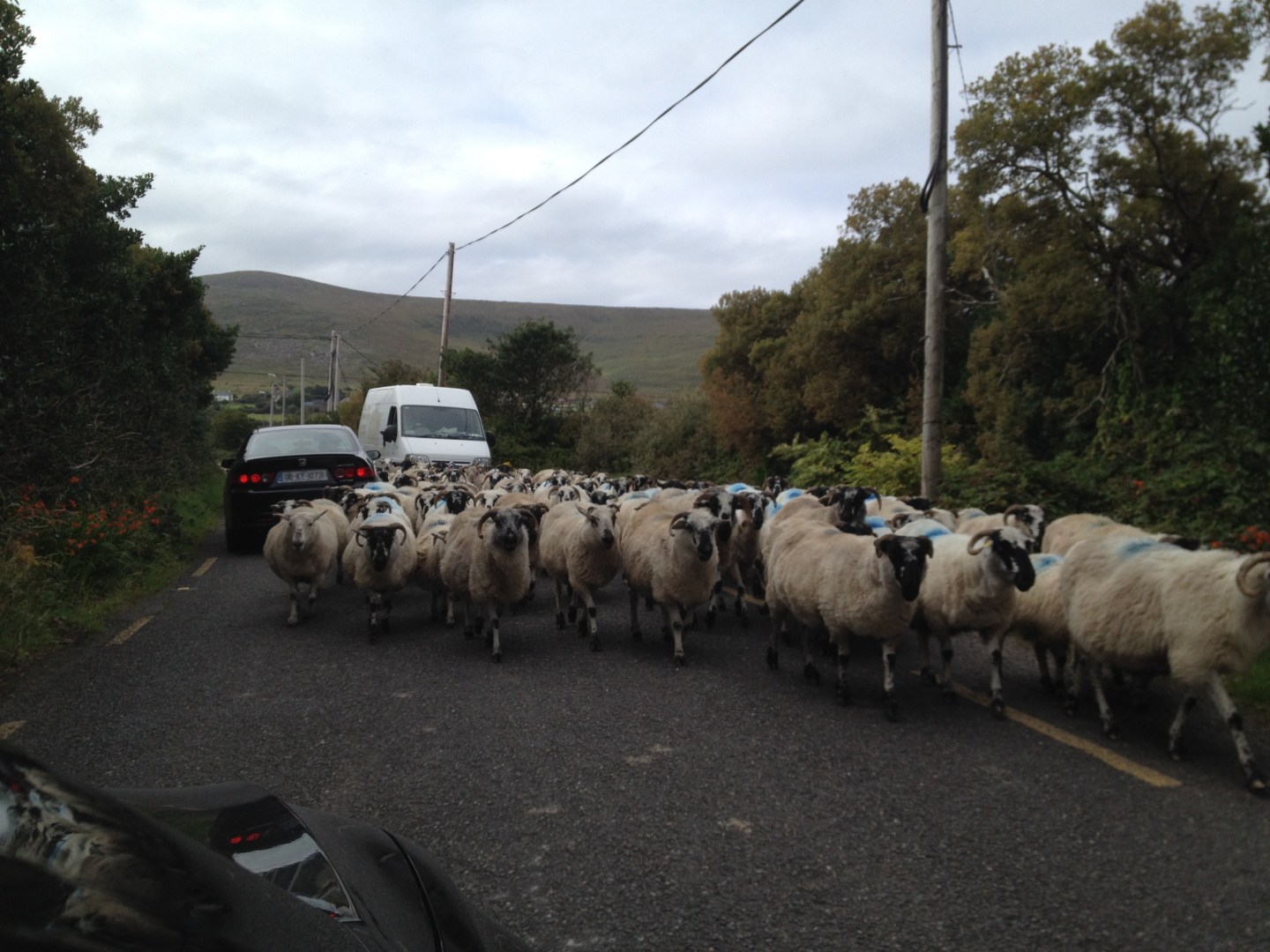 Whimsical Ireland, Part I (Signs and Animals) – Journey to the Thin Places